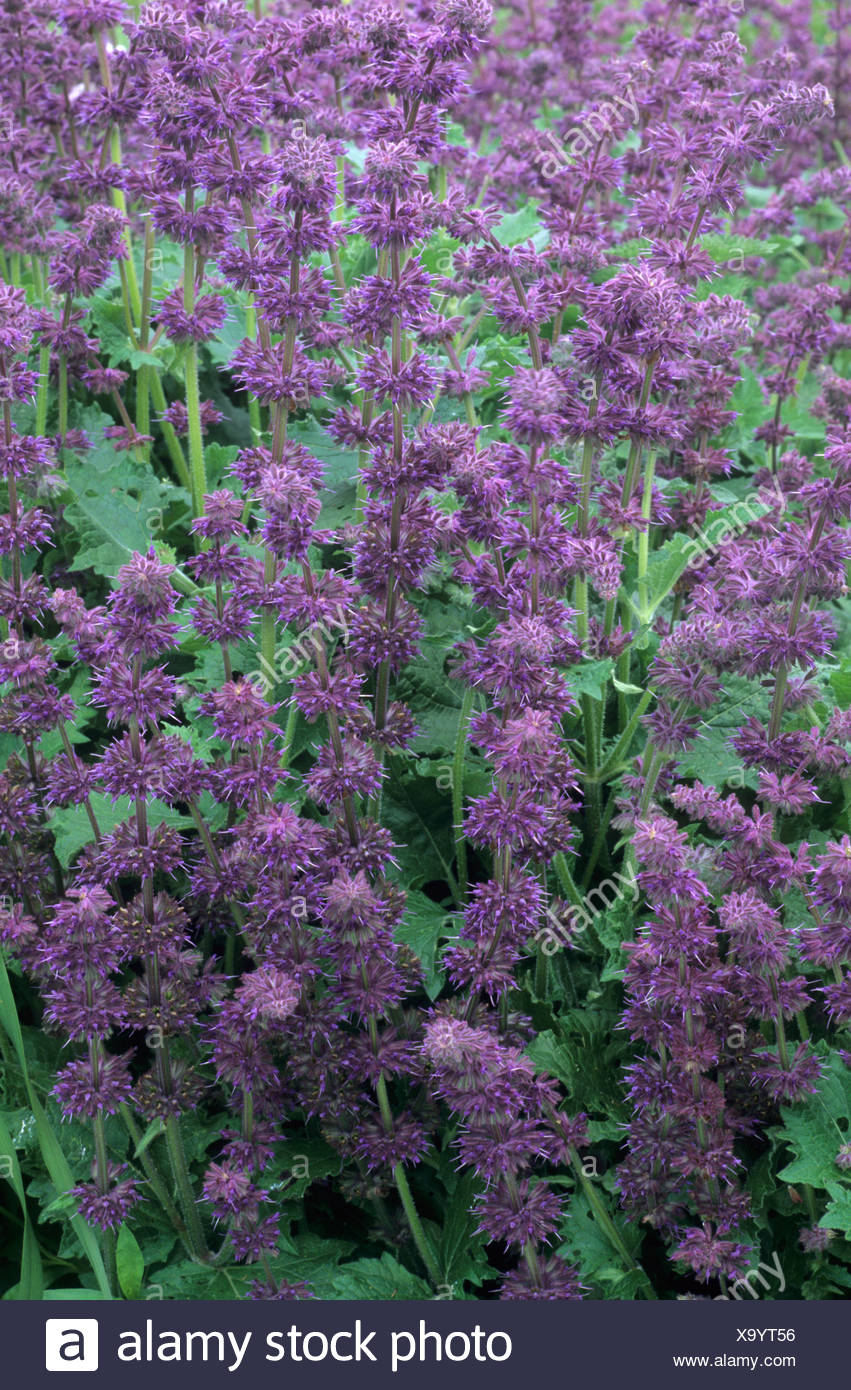 Salvia Verticillata Purple Rain Stock Photos & Salvia Verticillata ...