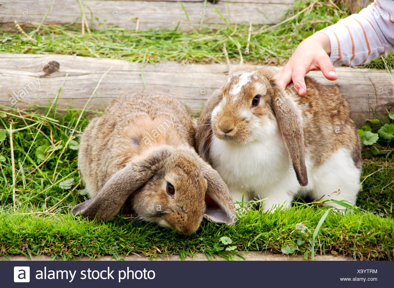 Junge Hasen High Resolution Stock Photography and Images - Alamy