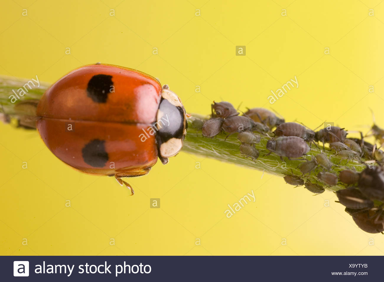 Two Spotted Lady Beetle High Resolution Stock Photography and Images ...