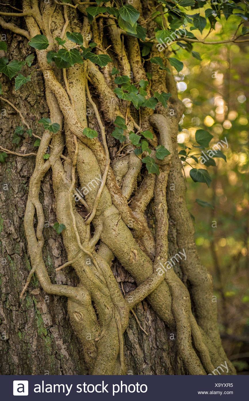 Ivy Roots Climbing Tree Trunk Stock Photos & Ivy Roots Climbing Tree ...