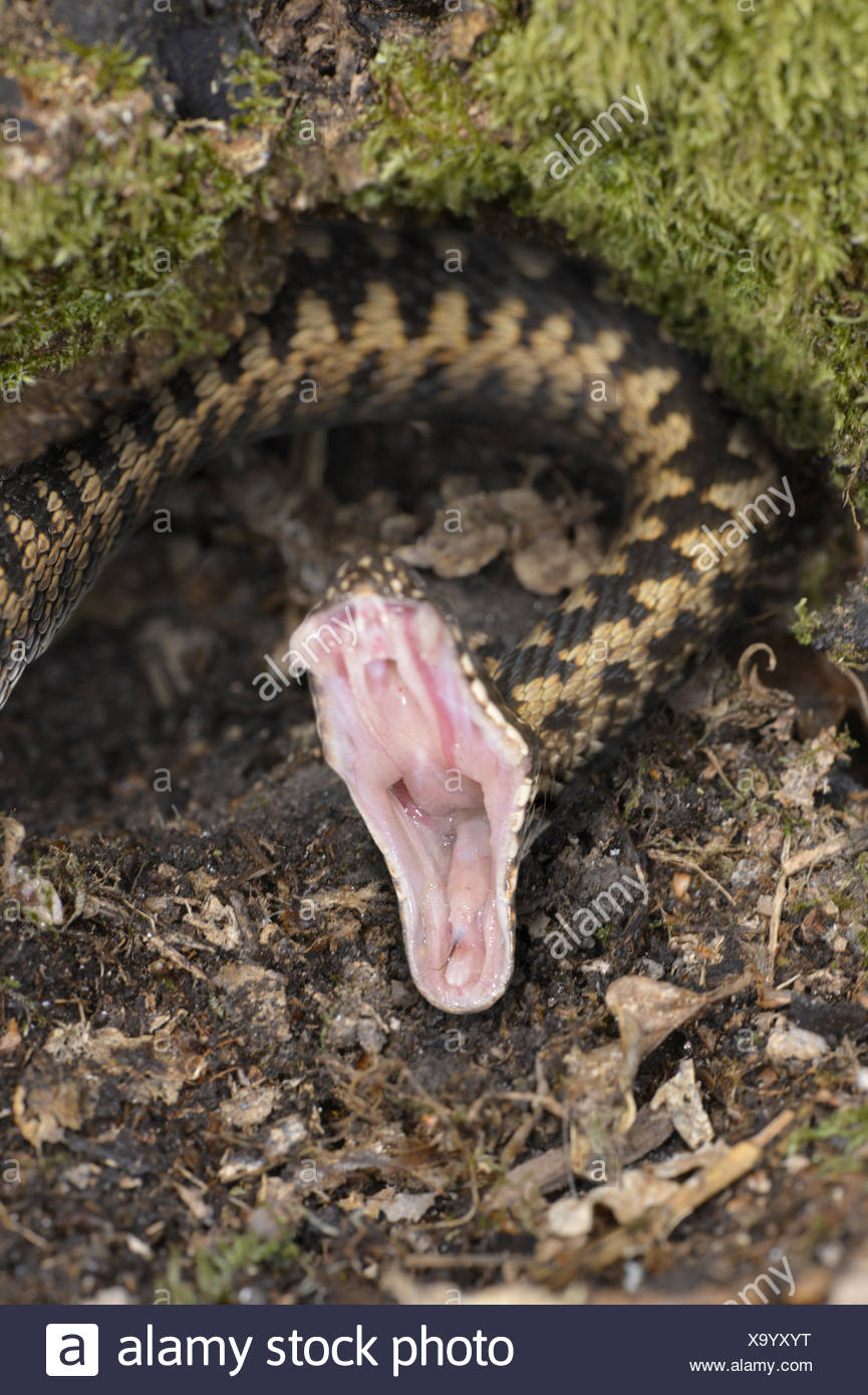 Venomous Snake Fang High Resolution Stock Photography and Images - Alamy