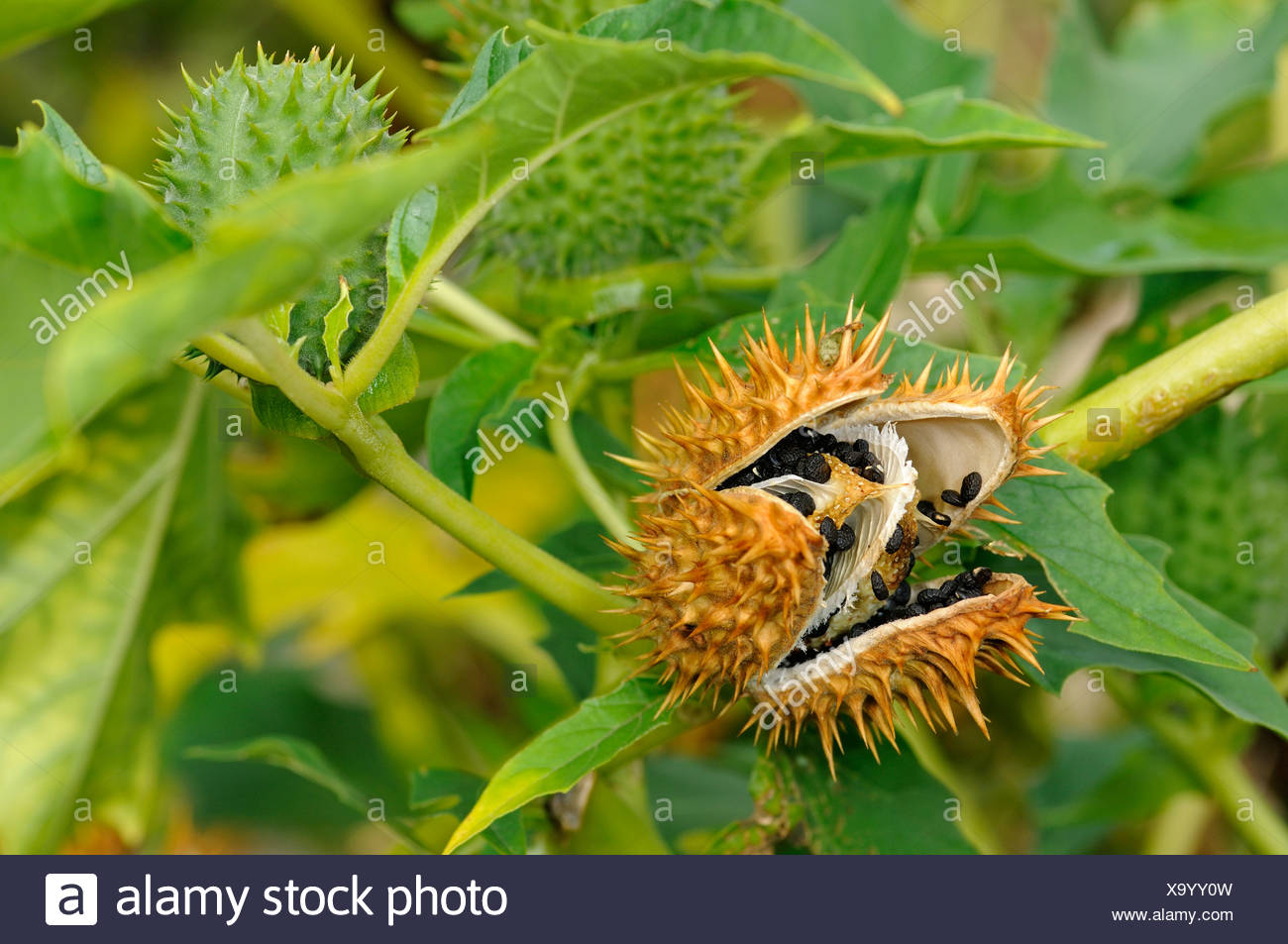 Thorn Apple Plant Stock Photos & Thorn Apple Plant Stock Images - Alamy