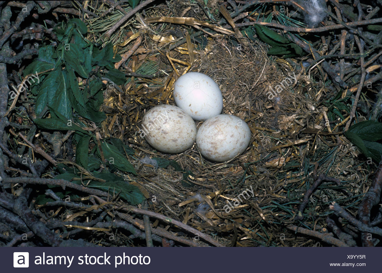 Buteo Buteo Common Buzzard Nest High Resolution Stock Photography and ...