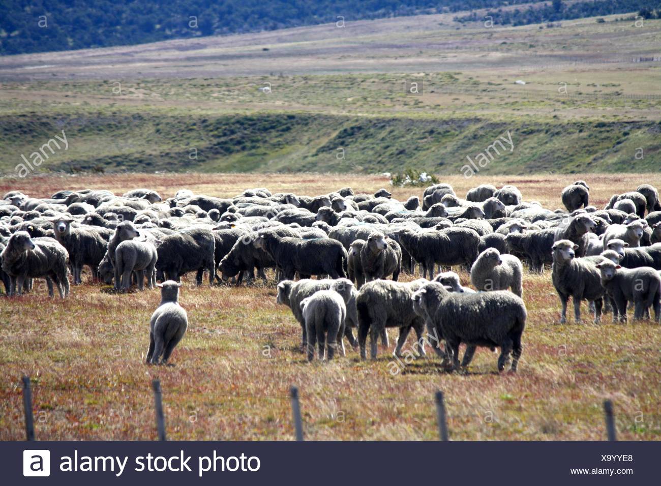 Sheepfold High Resolution Stock Photography and Images - Alamy