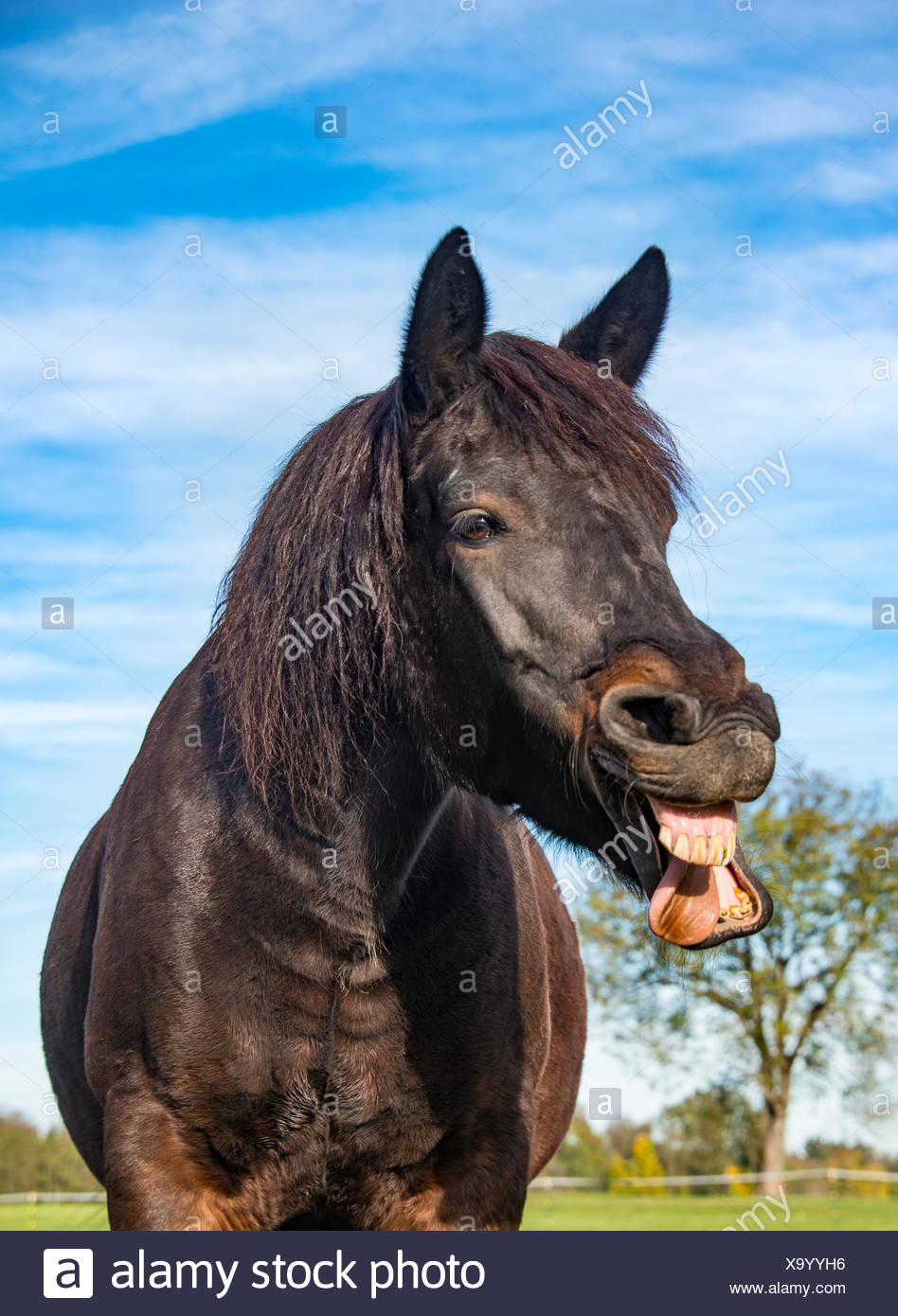Horse Neighing High Resolution Stock Photography and Images - Alamy