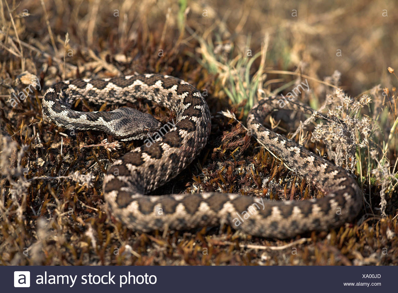 Latastes Viper Vipera High Resolution Stock Photography and Images - Alamy