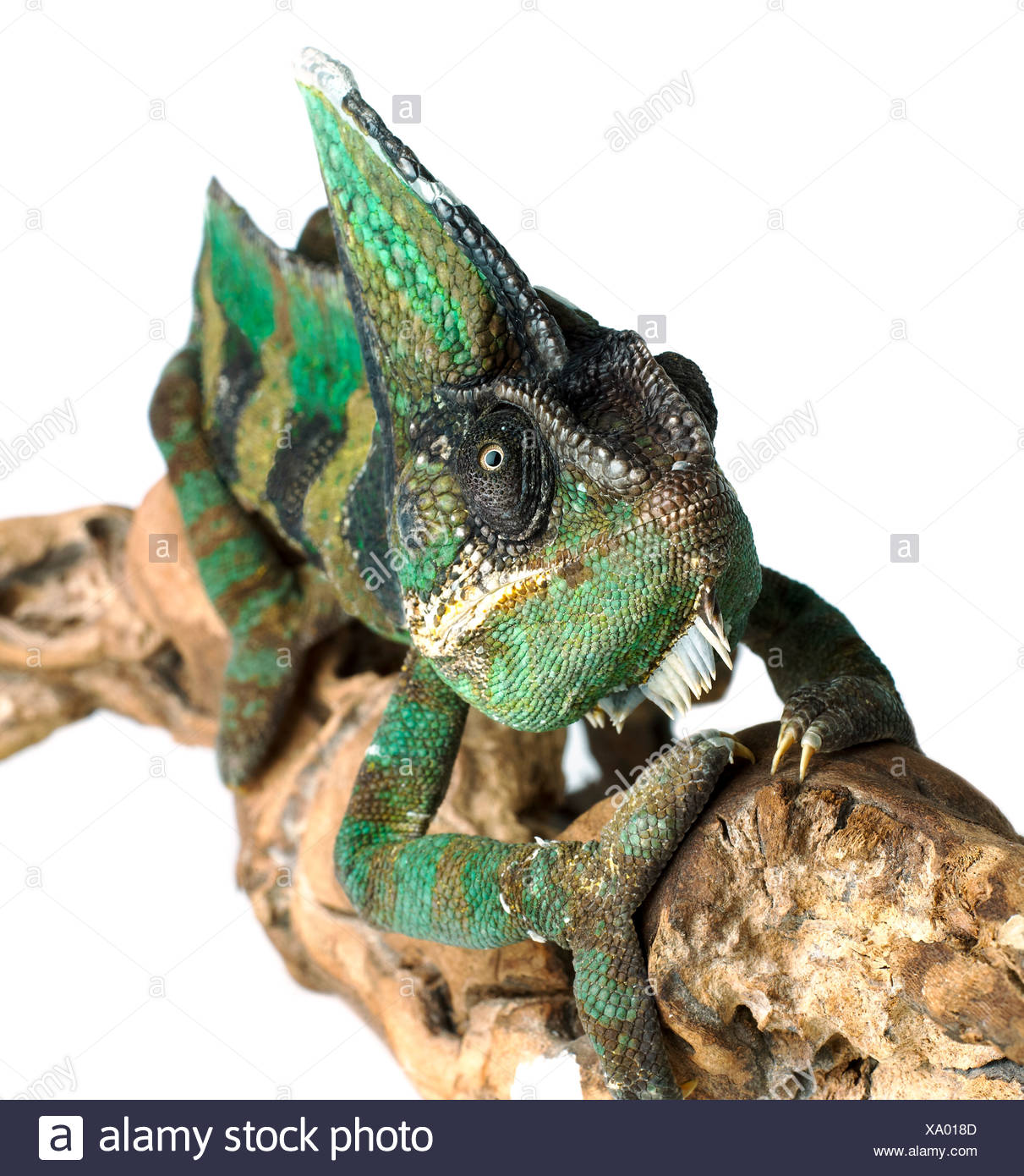 Chameleon High Resolution Stock Photography and Images - Alamy