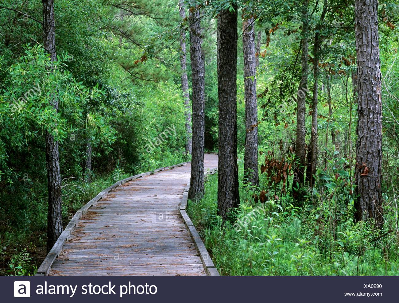 Big Thicket National Preserve High Resolution Stock Photography and ...