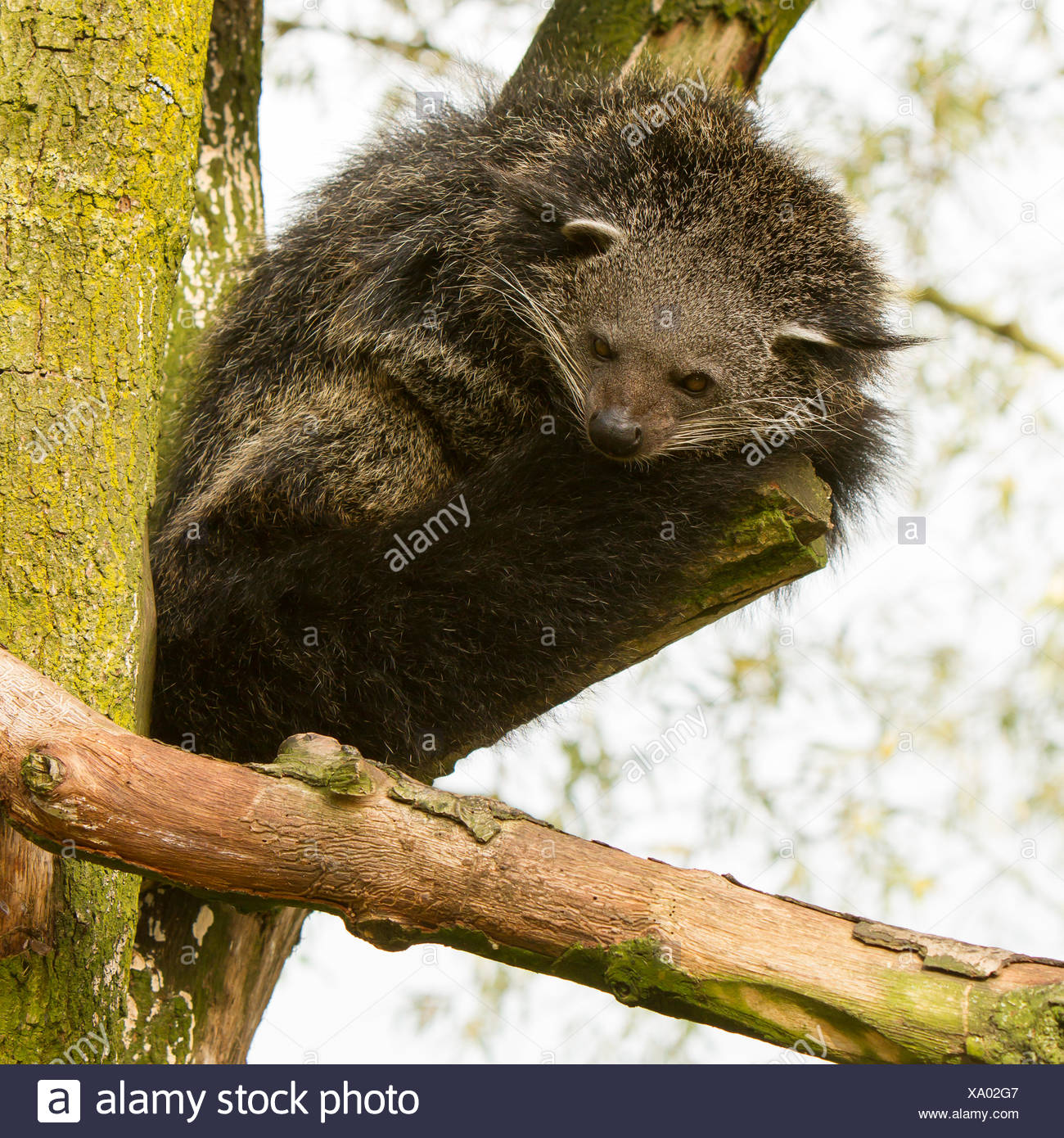 Palawan Bear Cat High Resolution Stock Photography and Images - Alamy