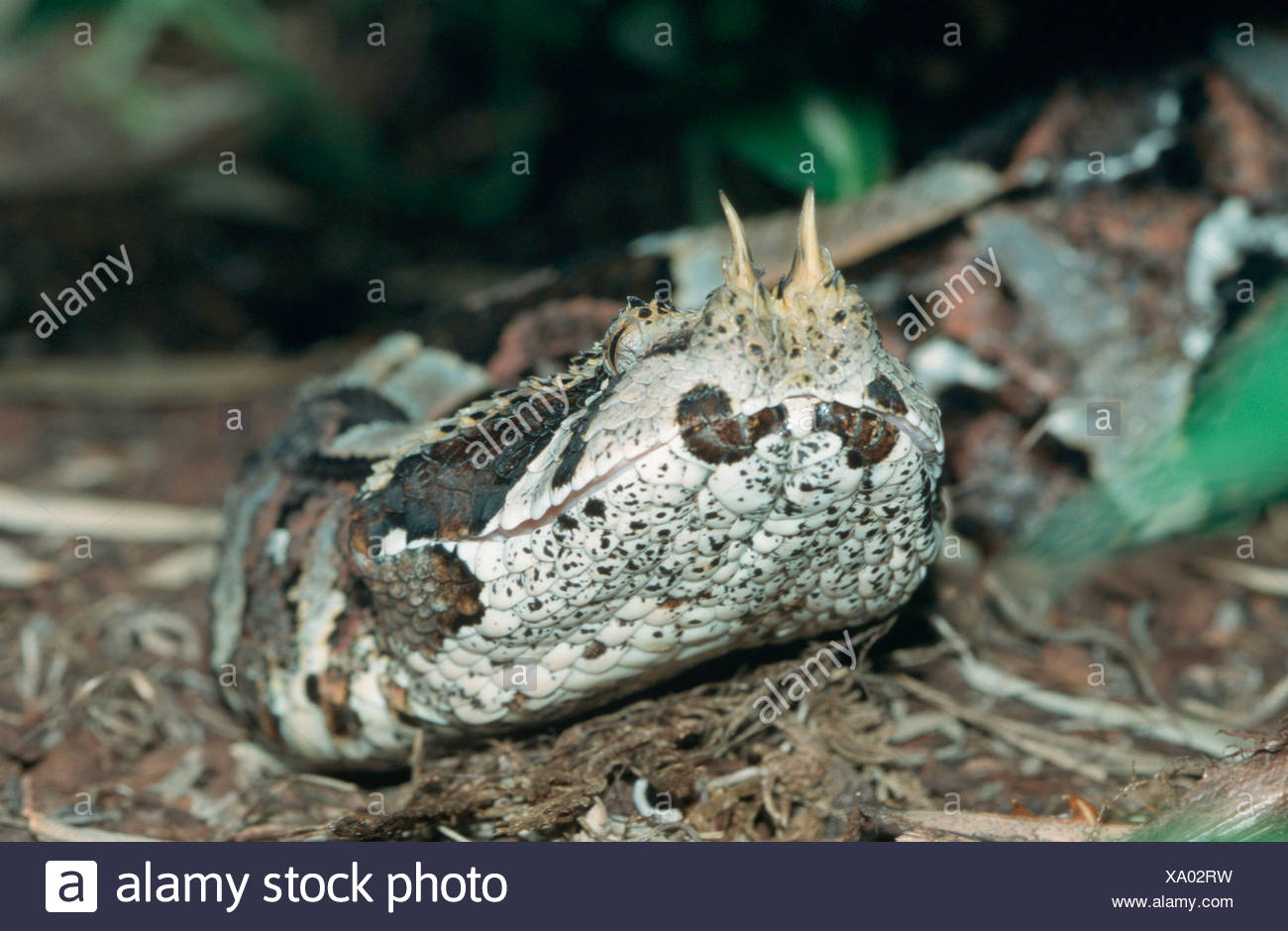 Rhinoceros Viper (bitis Nasicornis) High Resolution Stock Photography ...