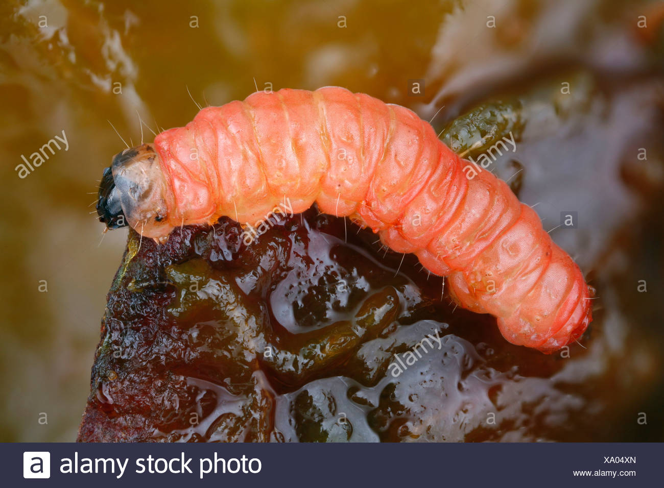 Plum Moth Grapholita Funebrana High Resolution Stock Photography and ...