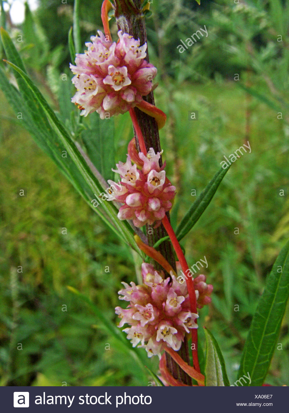 Greater Dodder High Resolution Stock Photography and Images - Alamy