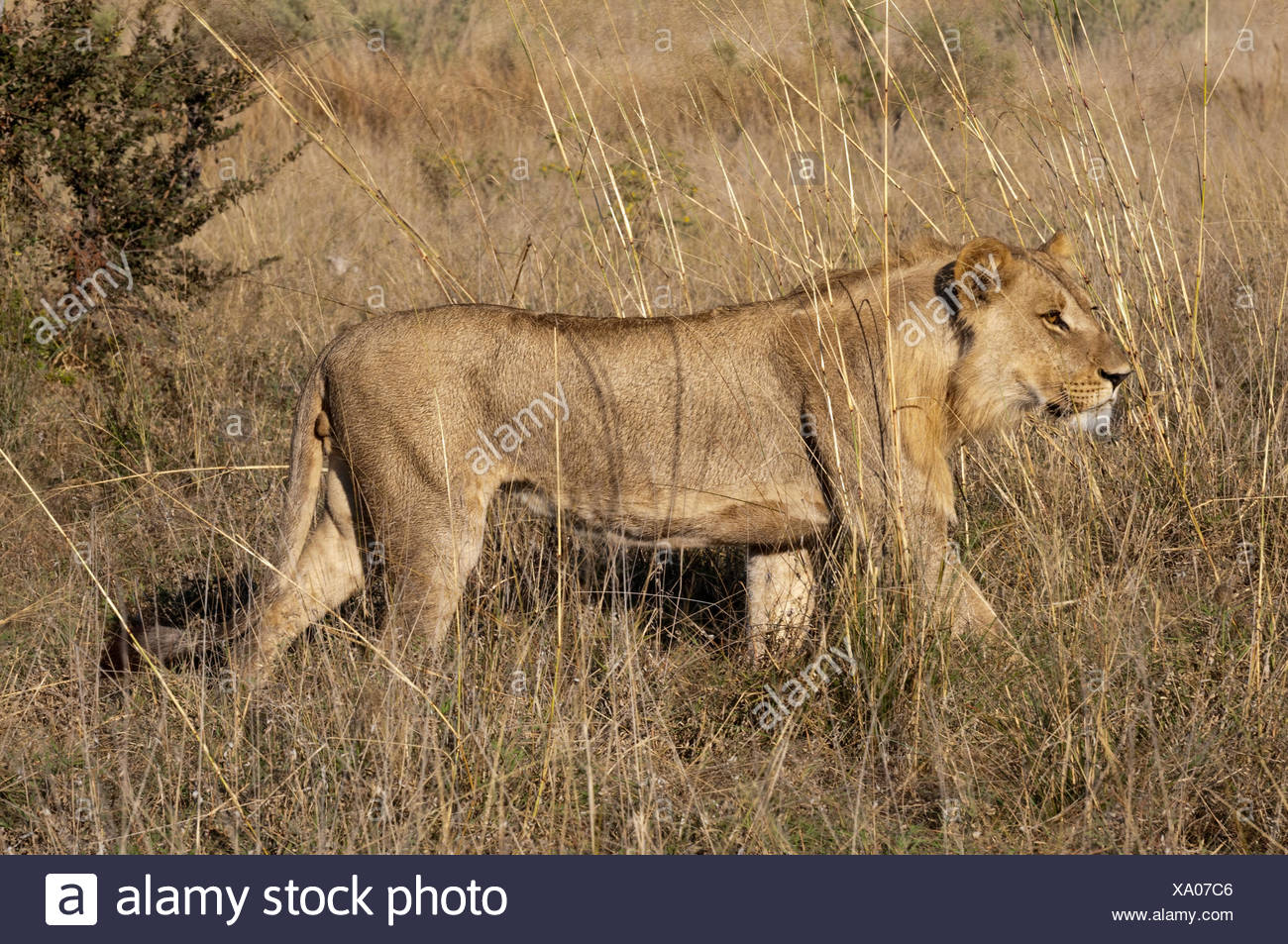 Adult Male Lion Panthera Leo Stock Photos & Adult Male Lion Panthera ...