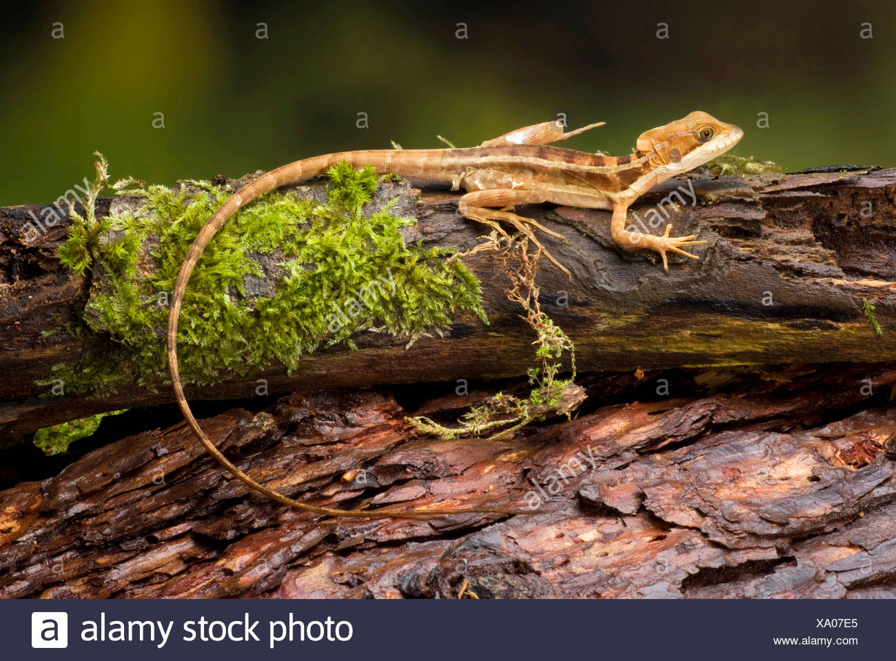 Striped Basilisk Lizard Stock Photos & Striped Basilisk Lizard Stock ...