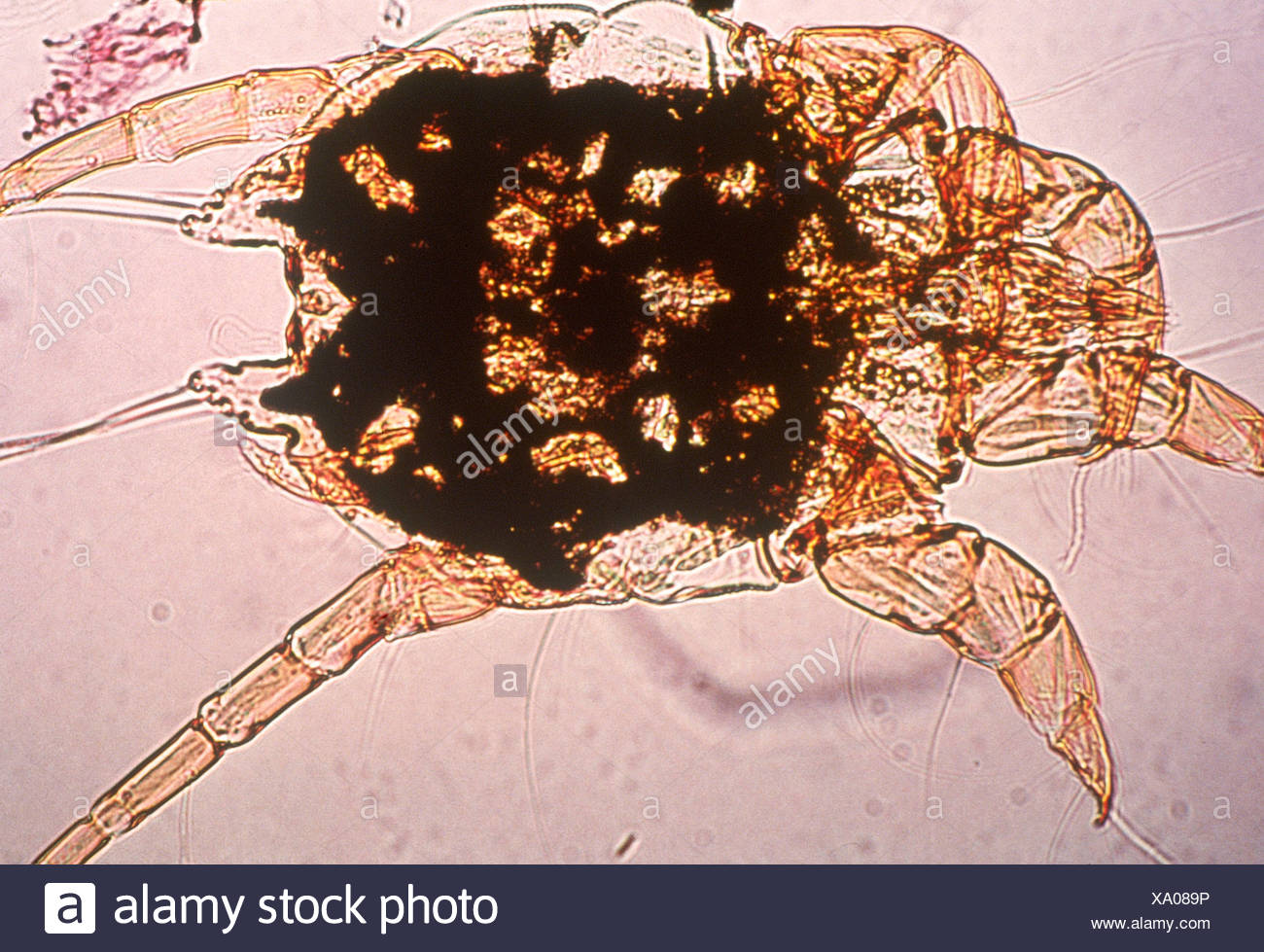 Sarcoptidae High Resolution Stock Photography and Images - Alamy