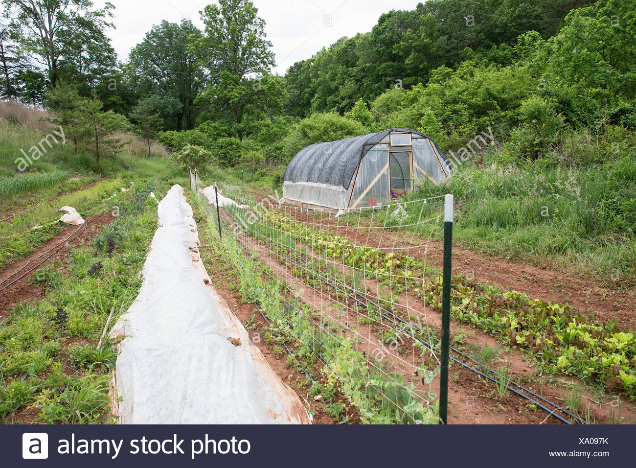 Polytunnel Vegetables High Resolution Stock Photography and Images - Alamy