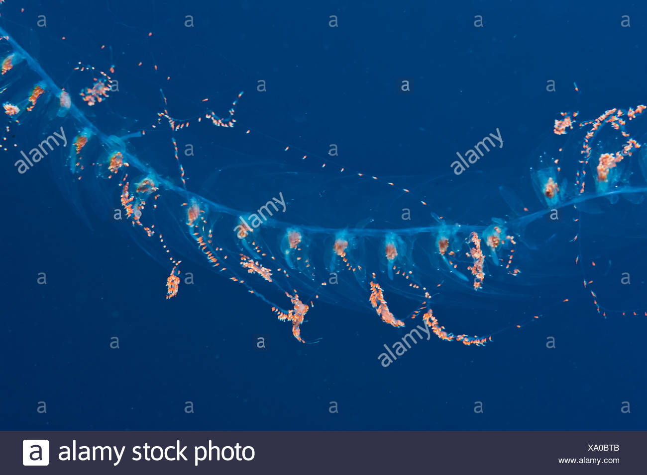 Urochordata Stock Photos & Urochordata Stock Images - Alamy