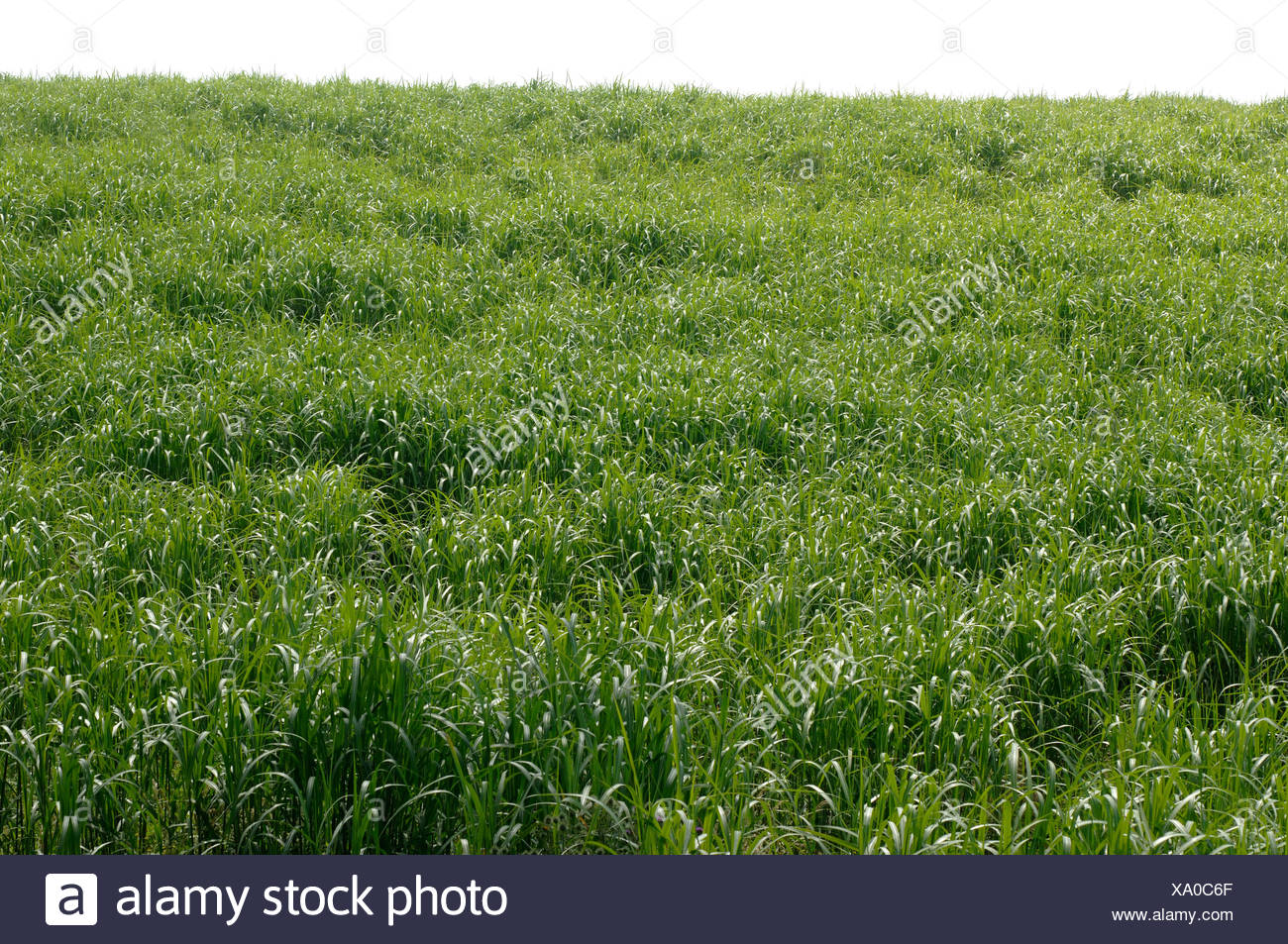 Elephant Grass Biomass Fuel High Resolution Stock Photography and ...