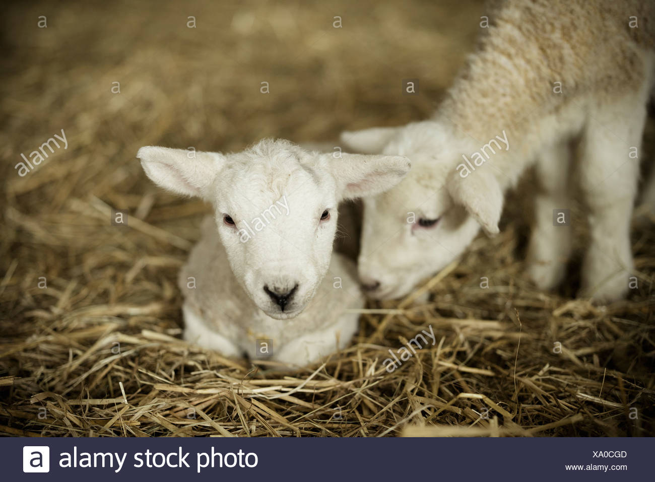 Baby Animals In Spring High Resolution Stock Photography and Images - Alamy