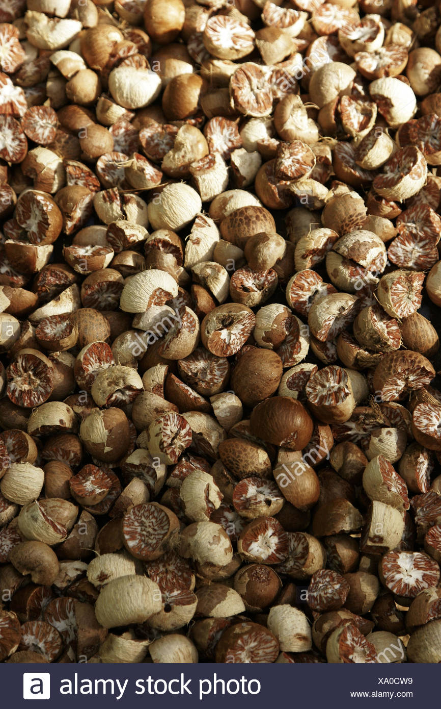 Betel Nuts Thailand Asia High Resolution Stock Photography and Images ...