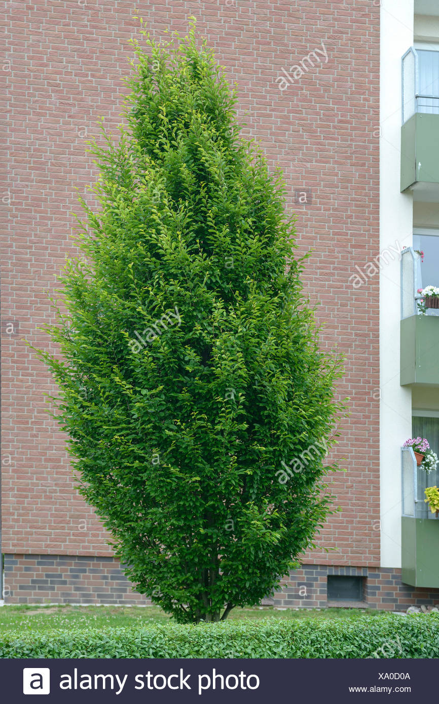 Carpinus Betulus Fastigiata Hornbeam Tree High Resolution Stock ...