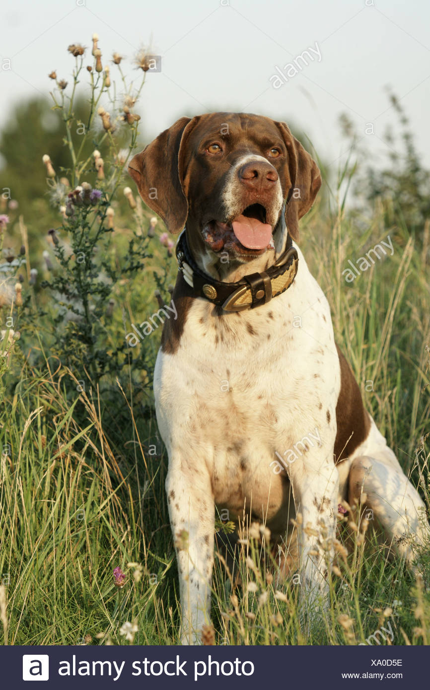 Braque Francais Type Pyrenees High Resolution Stock Photography and ...