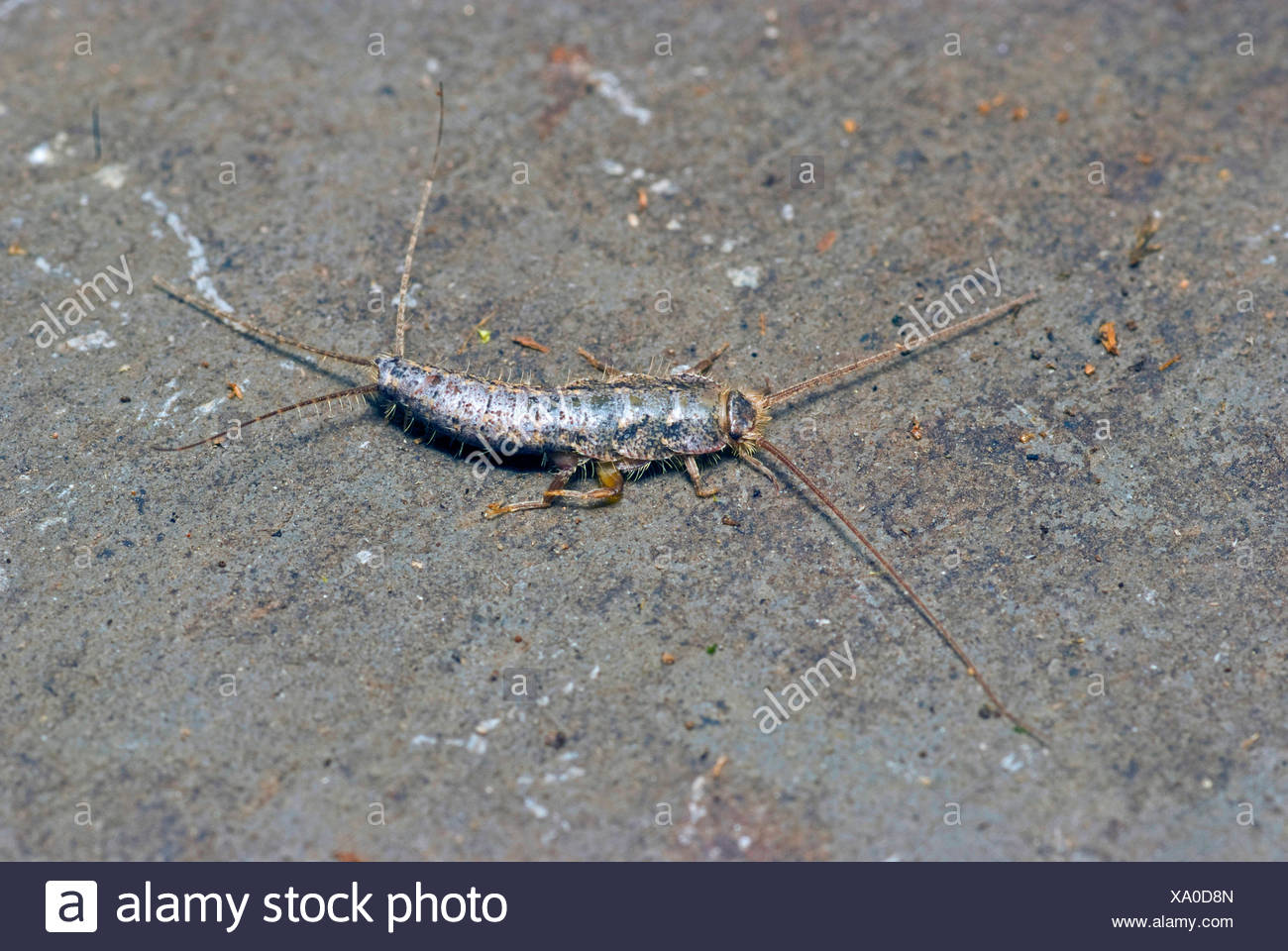 Silverfish Close Up High Resolution Stock Photography and Images - Alamy