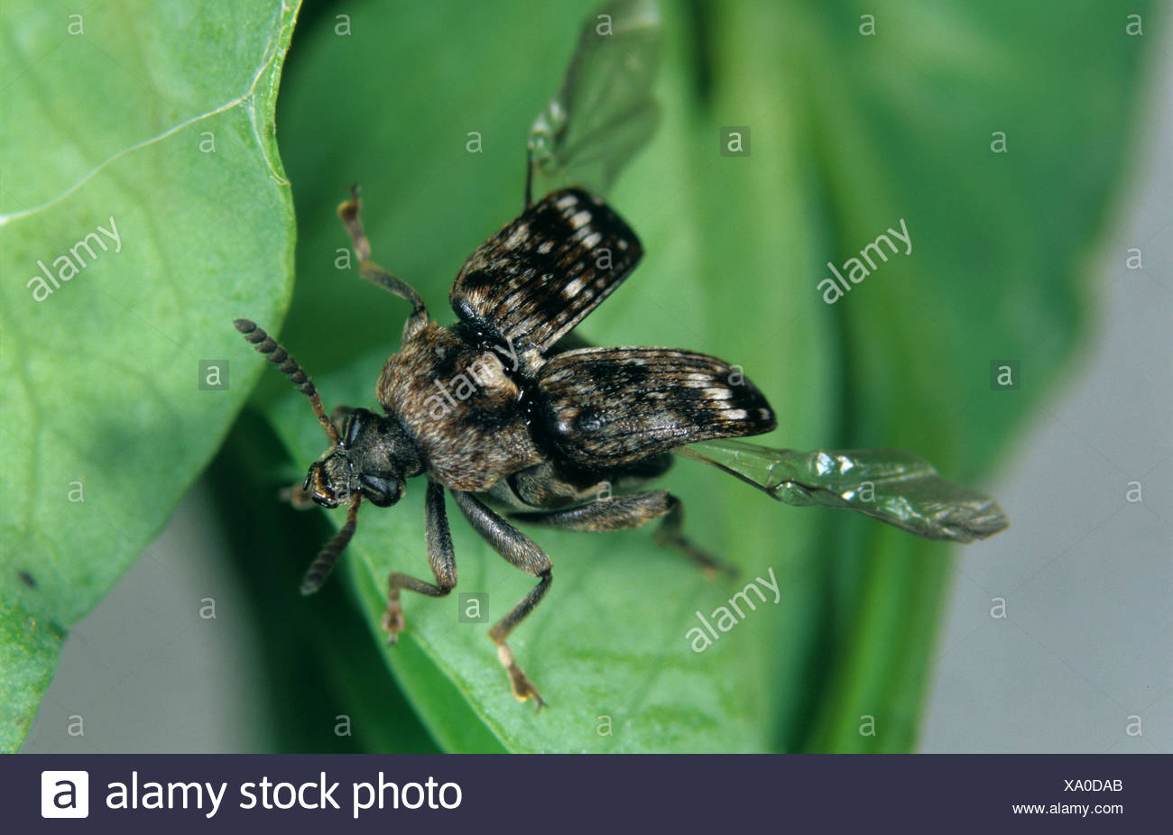 Pea Beetle High Resolution Stock Photography and Images - Alamy