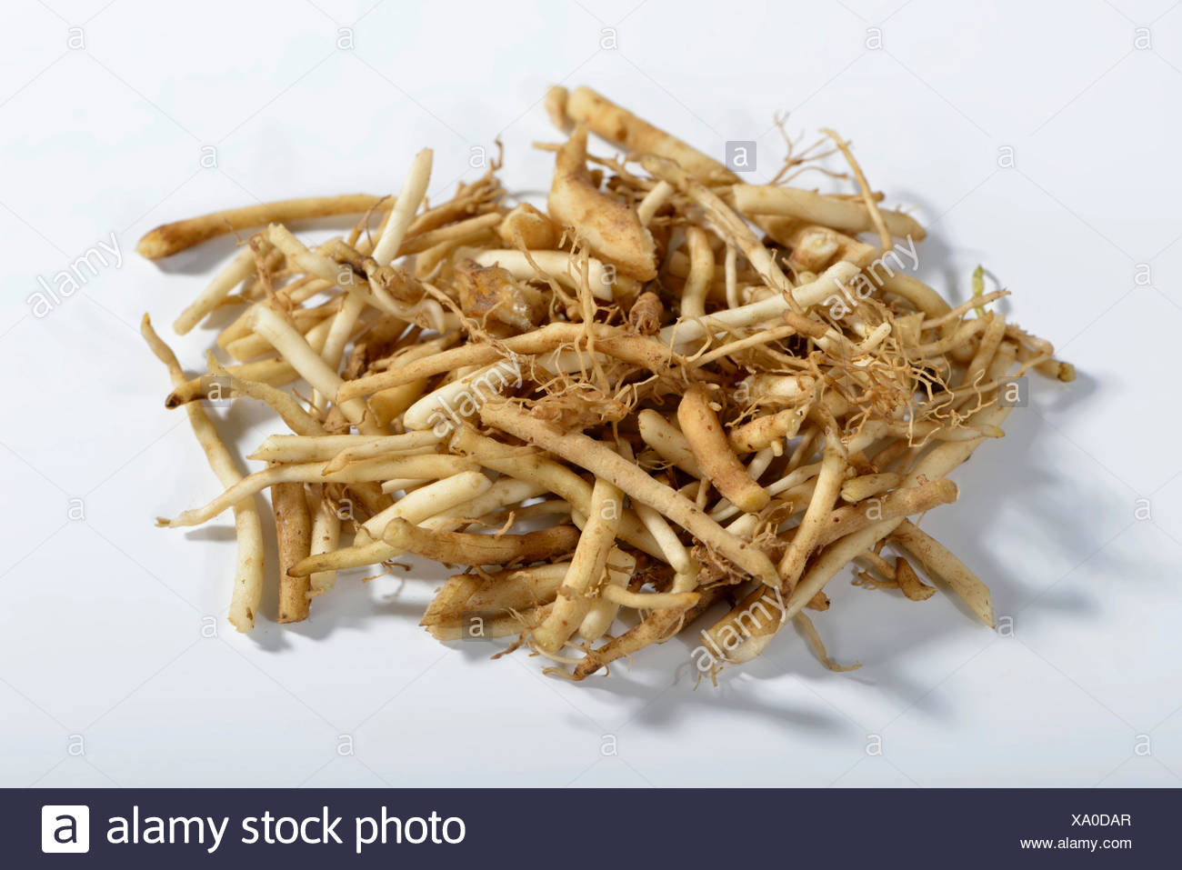 Valeriana Officinalis Root High Resolution Stock Photography and Images ...