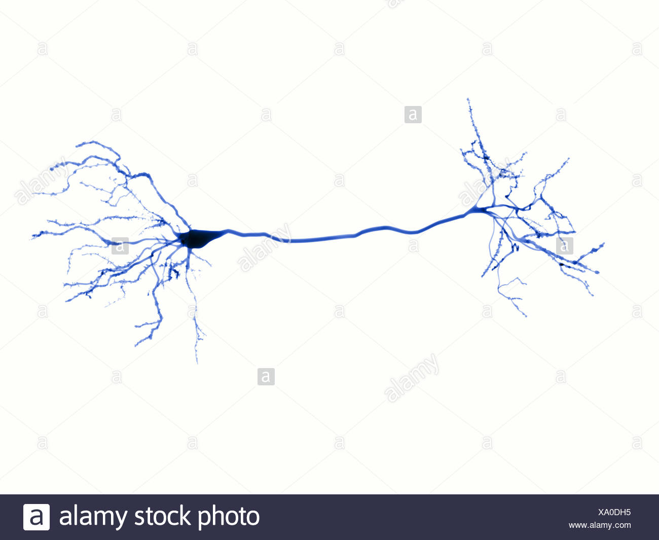 Synapse Computer Illustration Of Synapse Stock Photos & Synapse ...