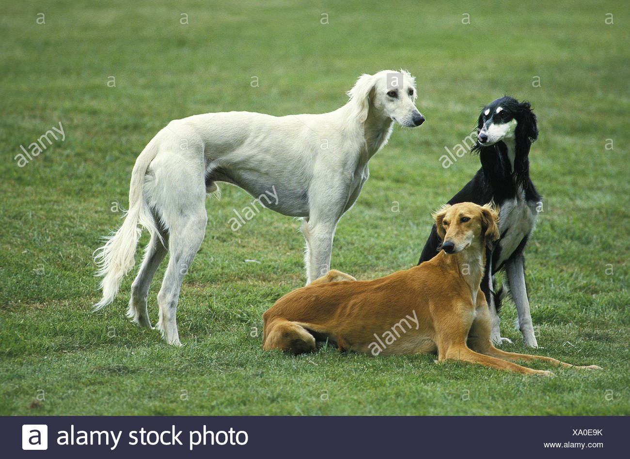 Saluki Dogs High Resolution Stock Photography and Images - Alamy