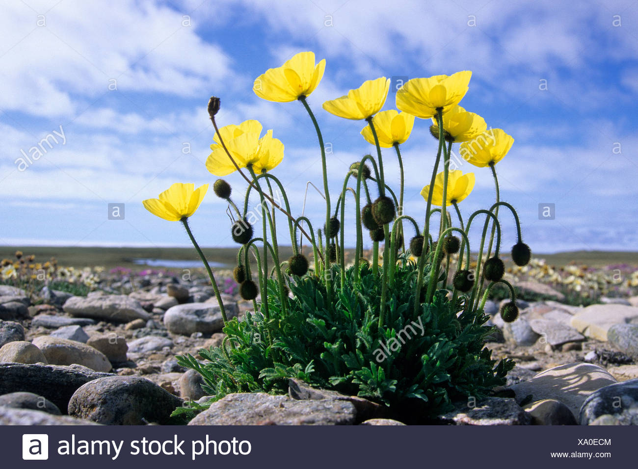 Tundra Vegetation Nunavut High Resolution Stock Photography and Images ...