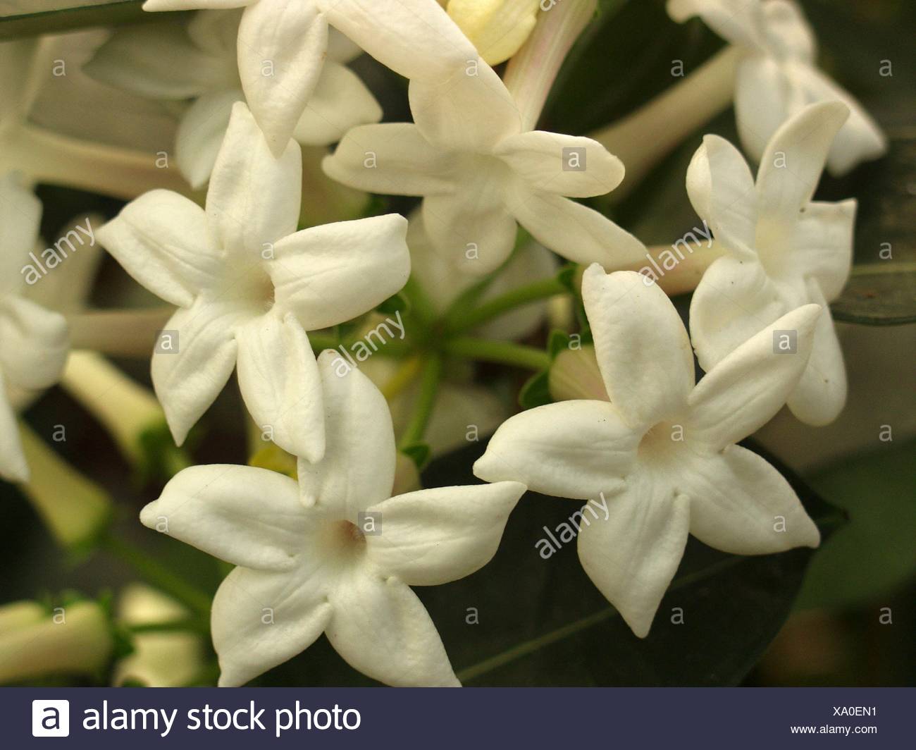 Stephanotis Floribunda High Resolution Stock Photography and Images - Alamy