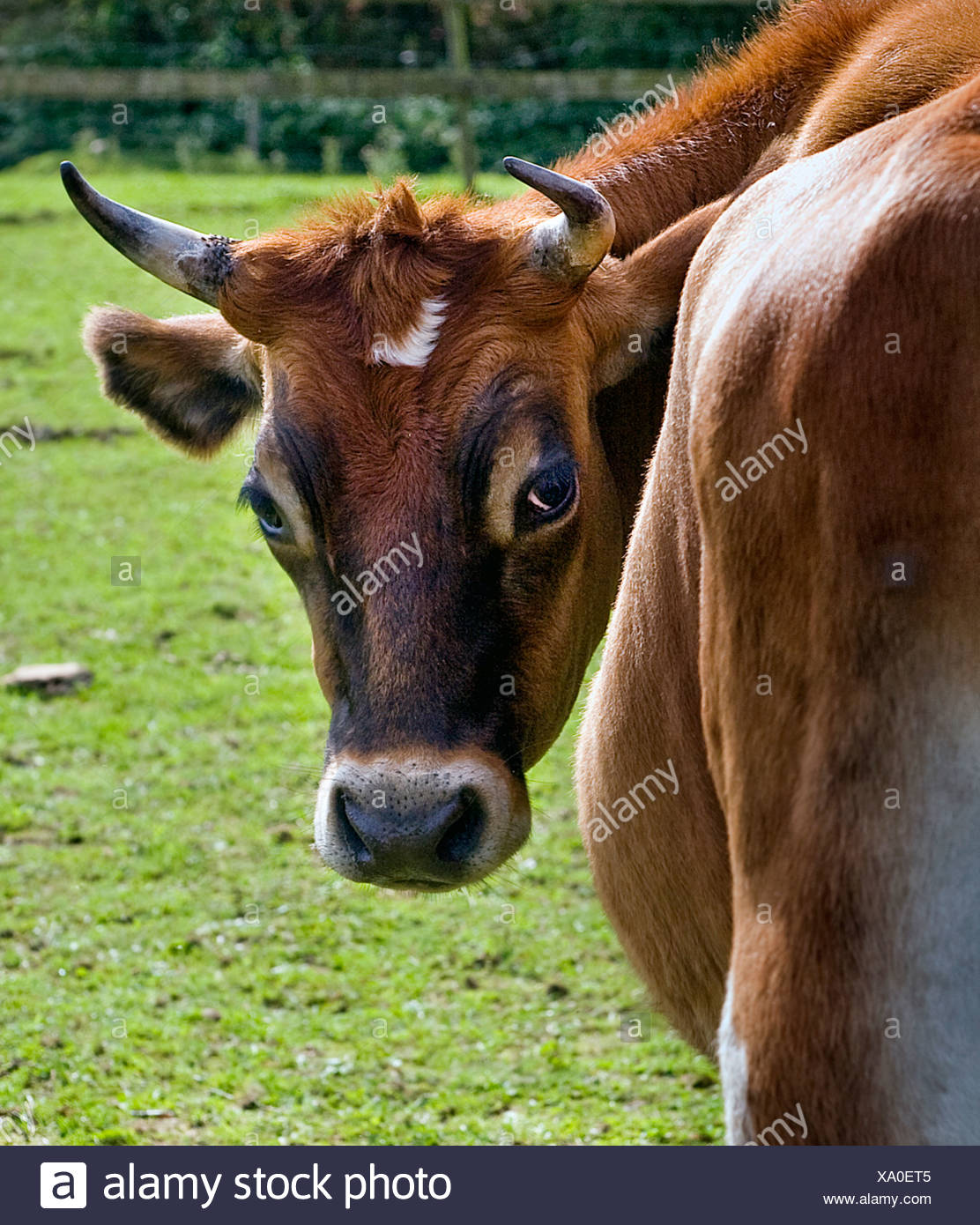 Close Up Of A Cow Looking At The Camera Stock Photos & Close Up Of A ...
