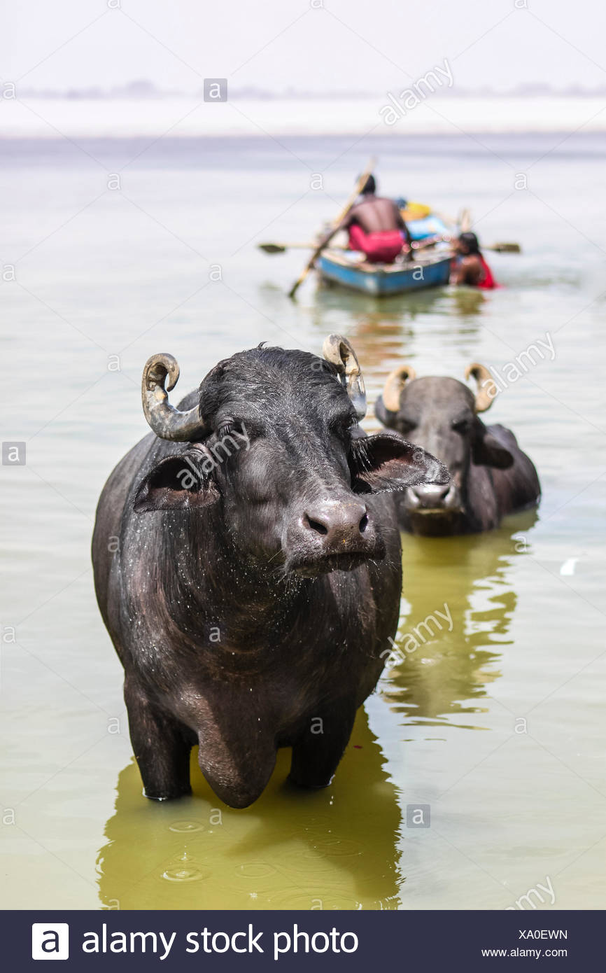 Wet Water Buffalo High Resolution Stock Photography and Images - Alamy