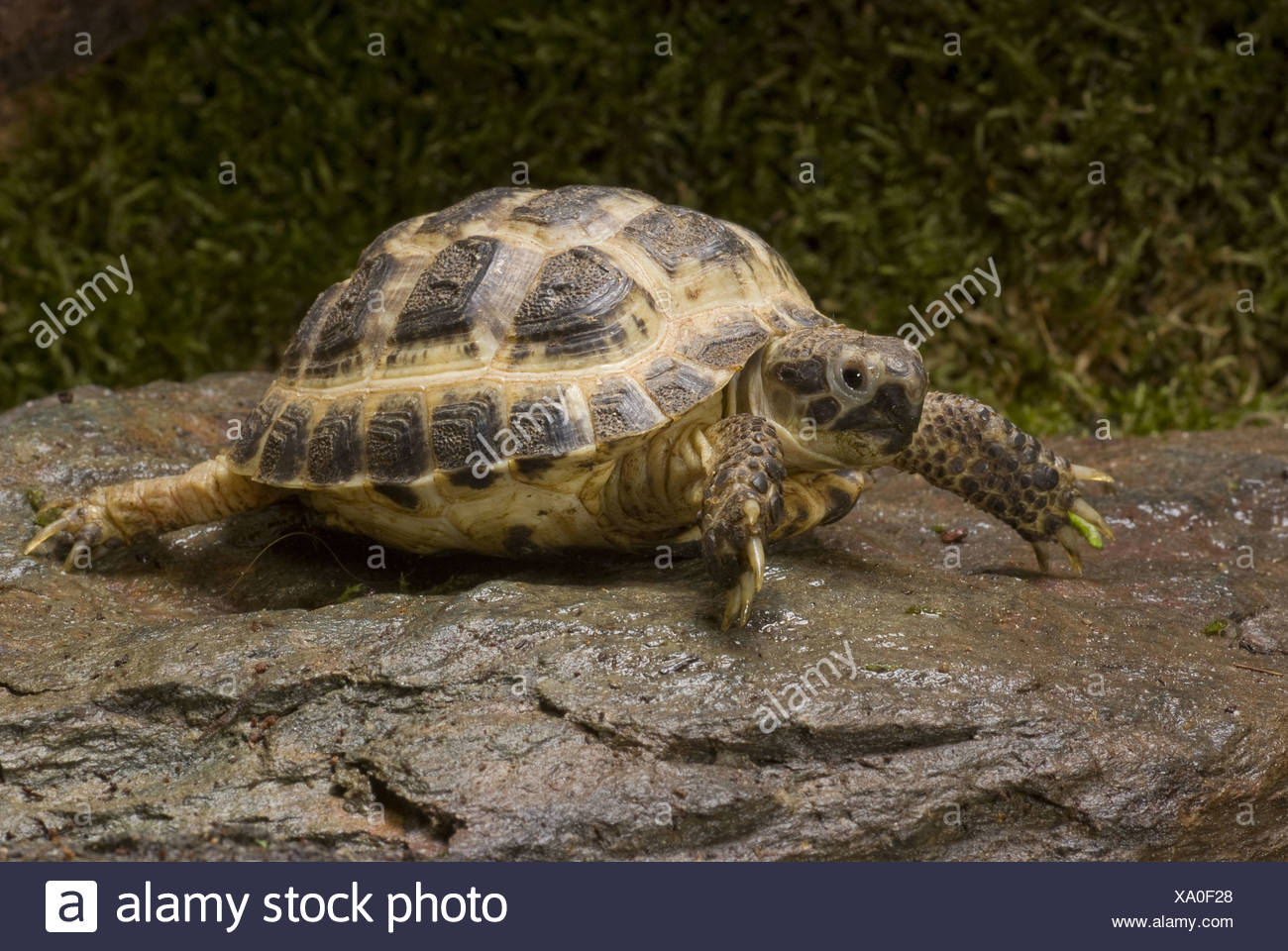 Tortoisestestudo High Resolution Stock Photography and Images - Alamy