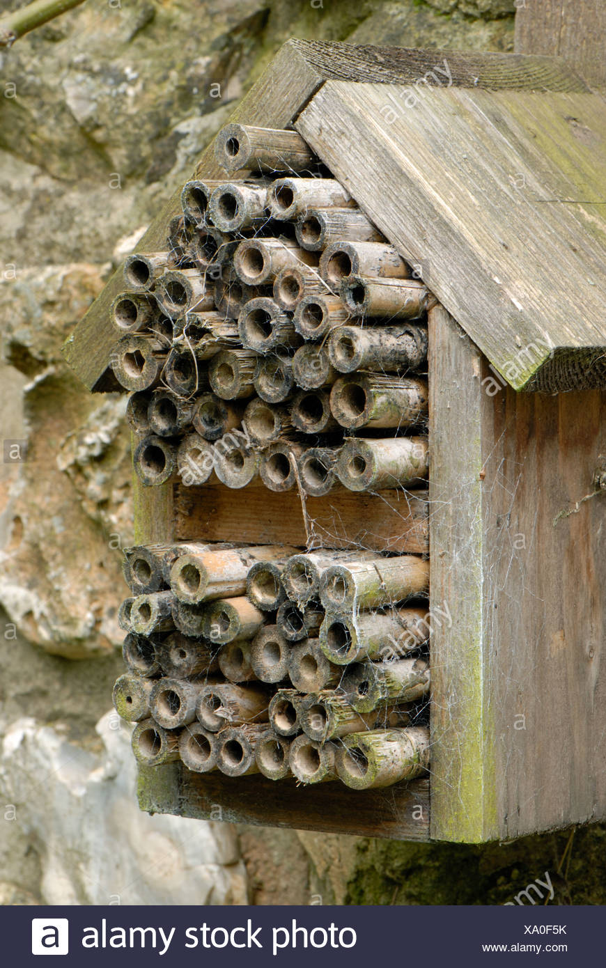 Insect Box High Resolution Stock Photography and Images - Alamy