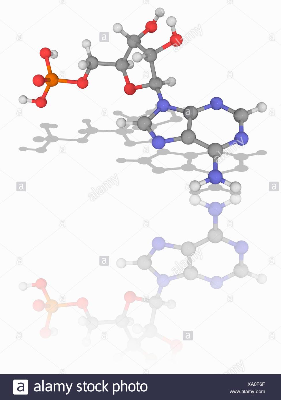 Adenosine Model High Resolution Stock Photography and Images - Alamy