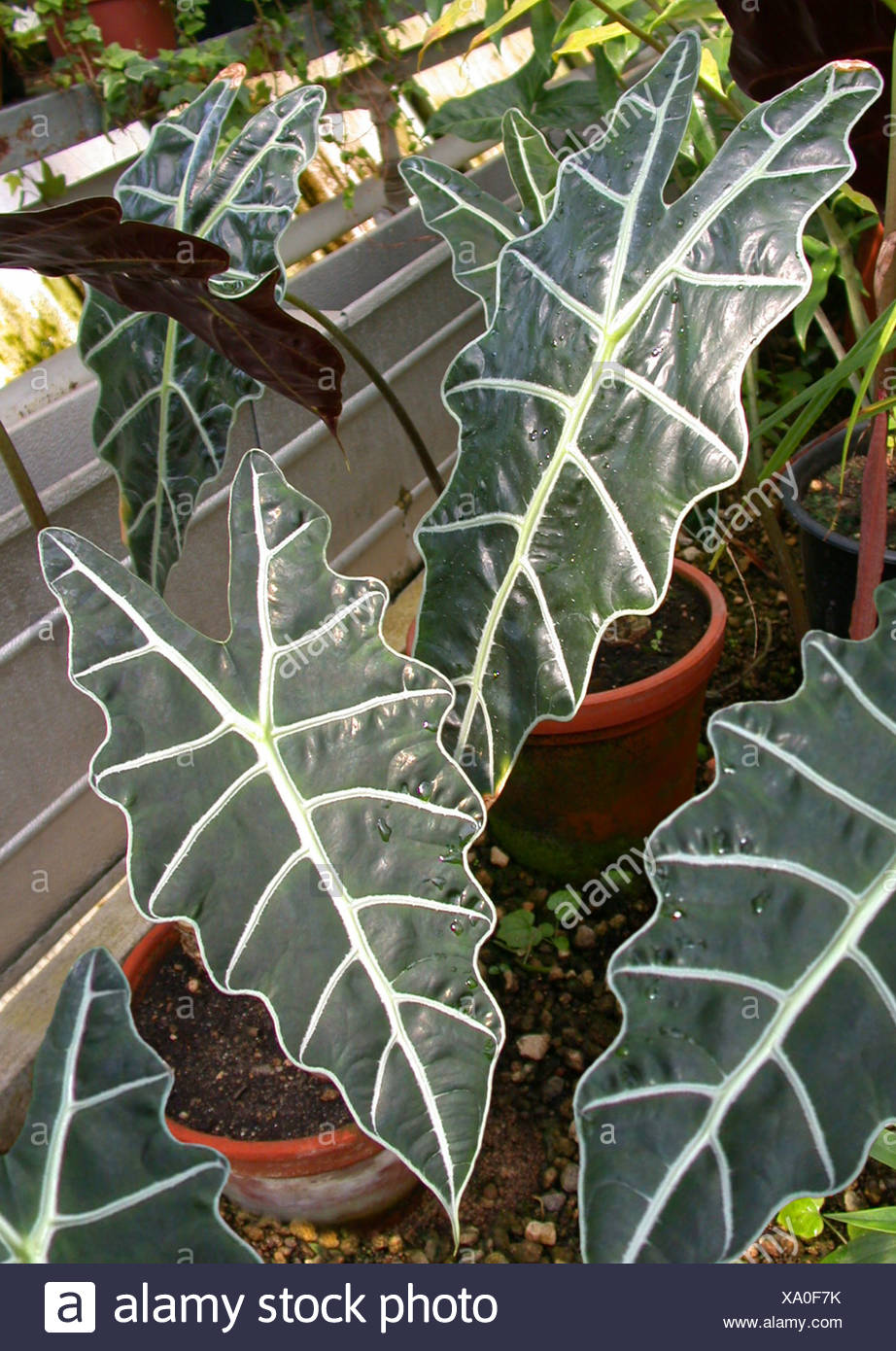 Kris Plant Alocasia Sanderiana Stock Photos & Kris Plant Alocasia ...