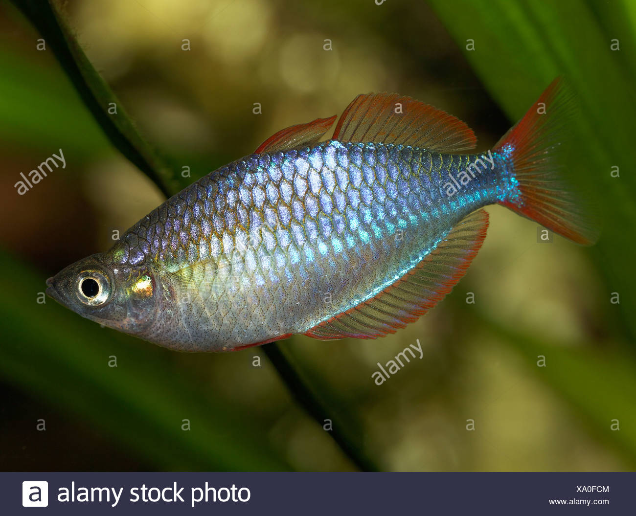 Dwarf Rainbowfish High Resolution Stock Photography and Images - Alamy
