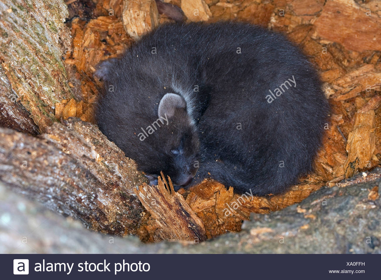 Sleep In Tree Hole High Resolution Stock Photography and Images - Alamy