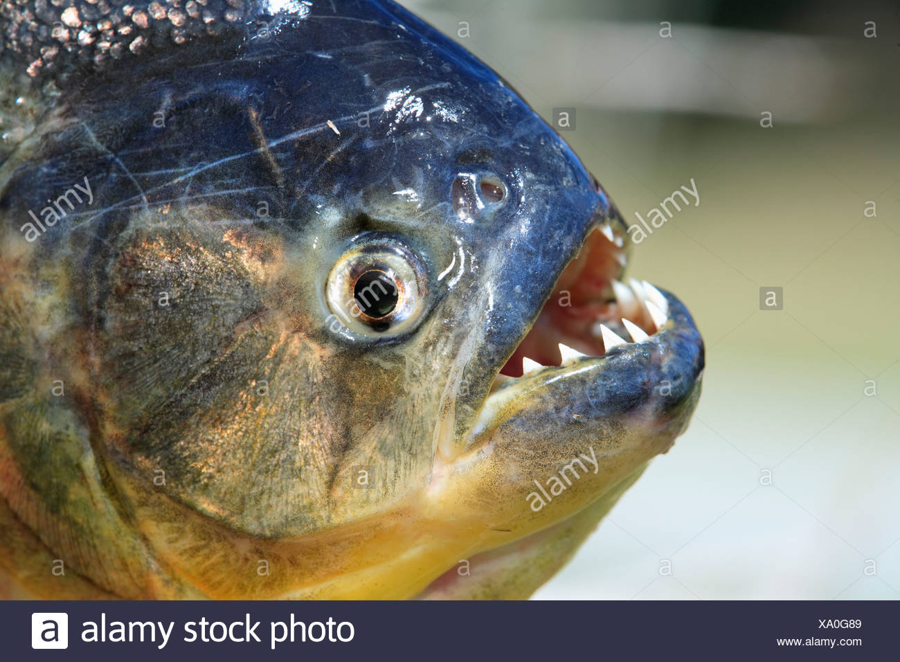 Red Piranha Pygocentrus Nattereri High Resolution Stock Photography and ...