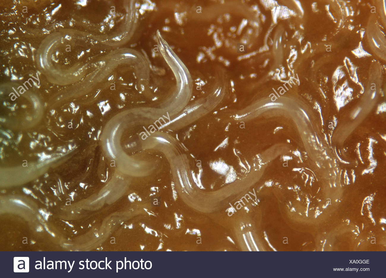 Eelworms High Resolution Stock Photography and Images - Alamy