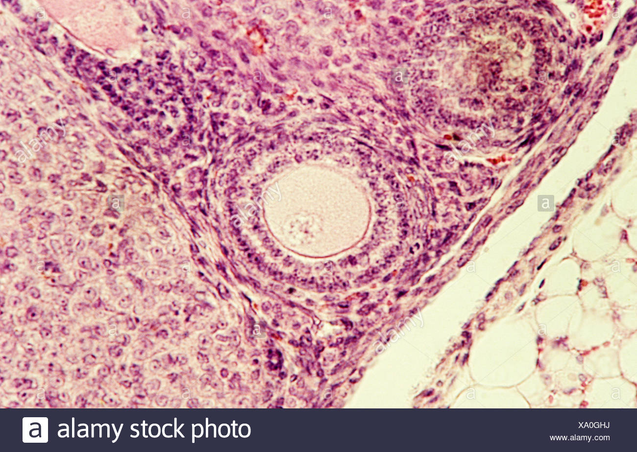 Microscope Histology Stock Photos & Microscope Histology Stock Images ...