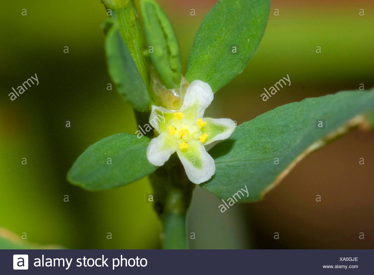 German Knotgrass High Resolution Stock Photography and Images - Alamy