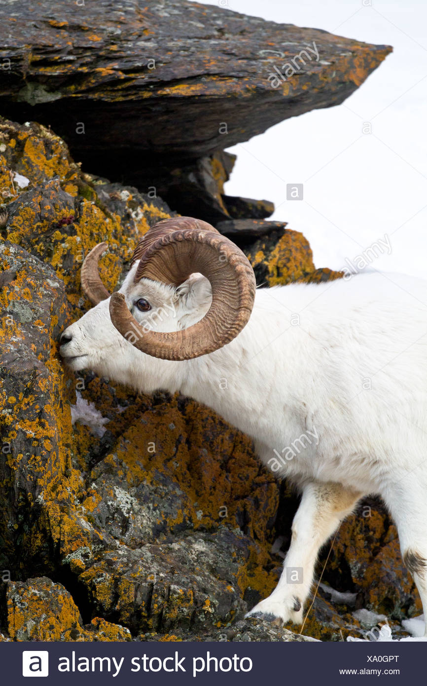 Full Curl Ram Stock Photos & Full Curl Ram Stock Images - Alamy