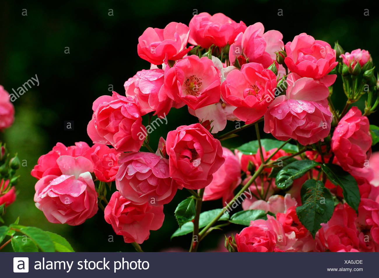 Ornamental Rose Rosa Angela Stock Photos & Ornamental Rose Rosa Angela ...