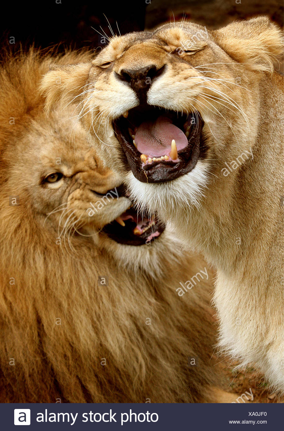 Lioness Panthera Leo Growling High Resolution Stock Photography and ...
