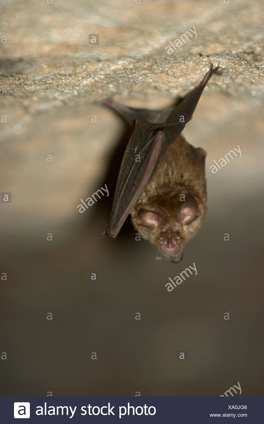 Tadarida Brasiliensis High Resolution Stock Photography and Images - Alamy