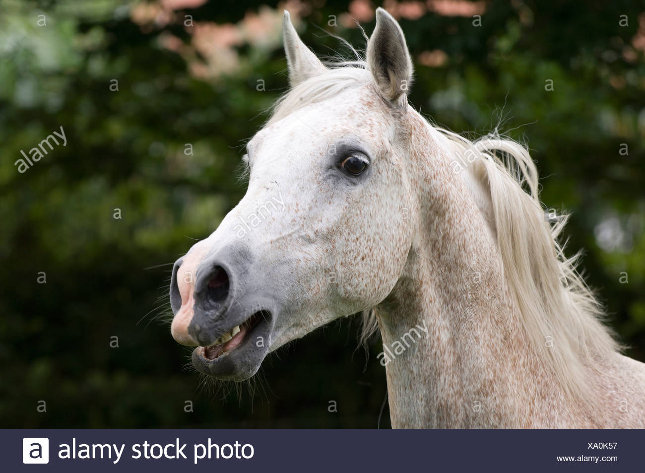 Close Up Of Horses Face High Resolution Stock Photography and Images ...